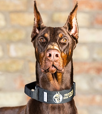 Denver (SOLD) - Protection Dogs Worldwide USA Protection Dogs Worldwide USA