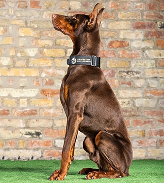 Denver (SOLD) - Protection Dogs Worldwide USA Protection Dogs Worldwide USA