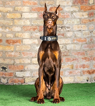 Denver (SOLD) - Protection Dogs Worldwide USA Protection Dogs Worldwide USA