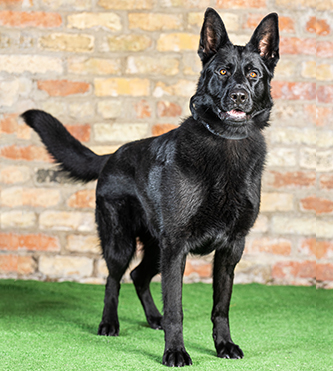 Frank - Protection Dogs Worldwide USA Protection Dogs Worldwide USA