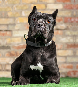 Cali - Protection Dogs Worldwide USA Protection Dogs Worldwide USA