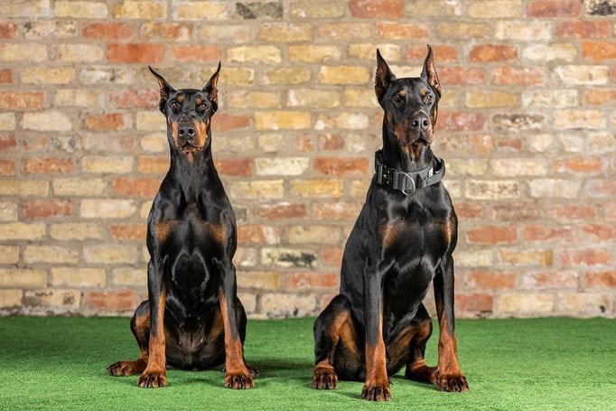 What do Security Dogs Do? Protection Dogs Worldwide USA