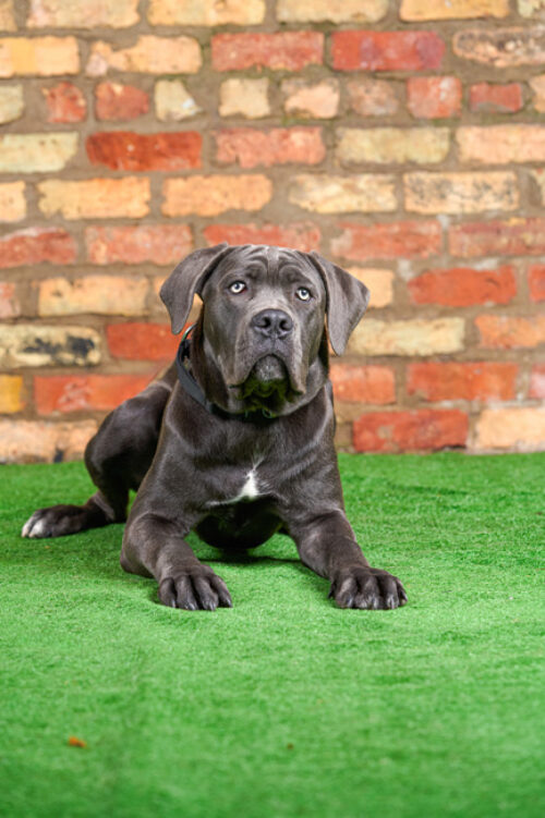 BOSTON - Protection Dogs Worldwide USA Protection Dogs Worldwide USA