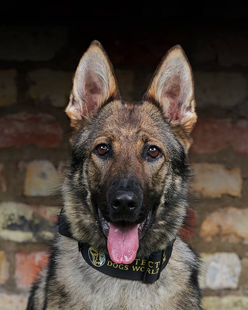 Protection Dogs USA - Personal & Family Protection Dogs for Sale USA ...