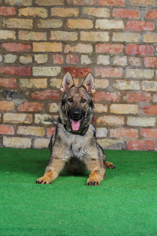 Gigi - Protection Dogs Worldwide USA Protection Dogs Worldwide USA