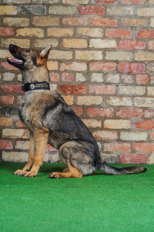Gigi - Protection Dogs Worldwide USA Protection Dogs Worldwide USA