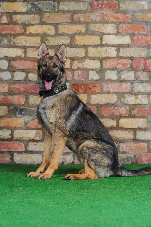 Gigi - Protection Dogs Worldwide USA Protection Dogs Worldwide USA