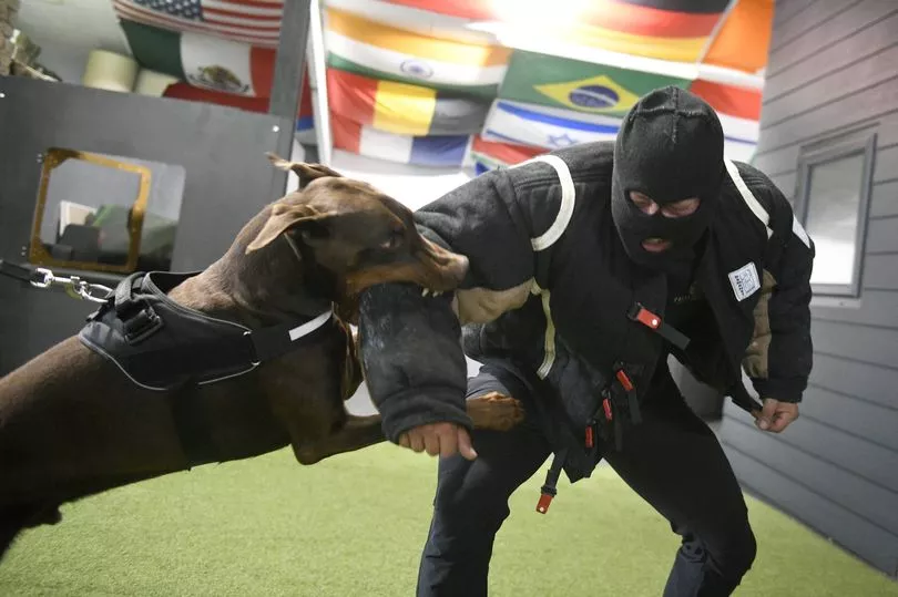 The Yorkshire farm that trains fearless £50,000 security dogs to ...