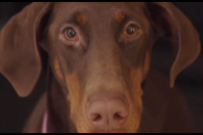 Tom Holland’s Dog Daphne: Breed, Age, and More - Protection Dogs ...